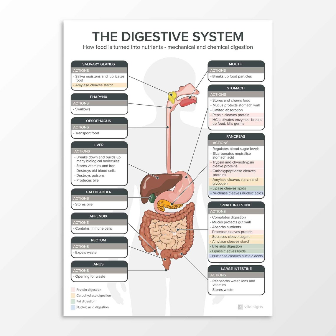 Digital Download - the Digestive System - Mechanical and Chemical ...
