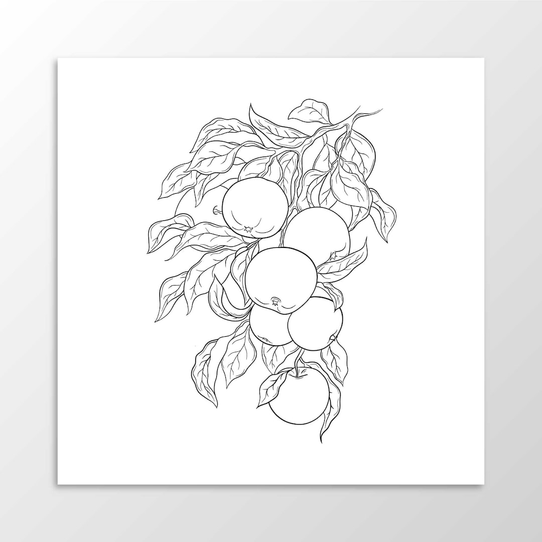 Apple Illustration, Botanical Line Art, Hand Drawn, Medicinal Herbs ...