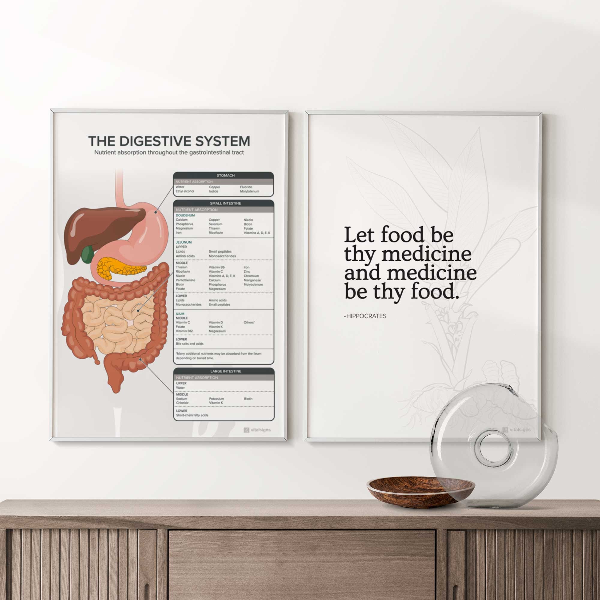 Digital Download - the Digestive System - Nutrient Absorption ...