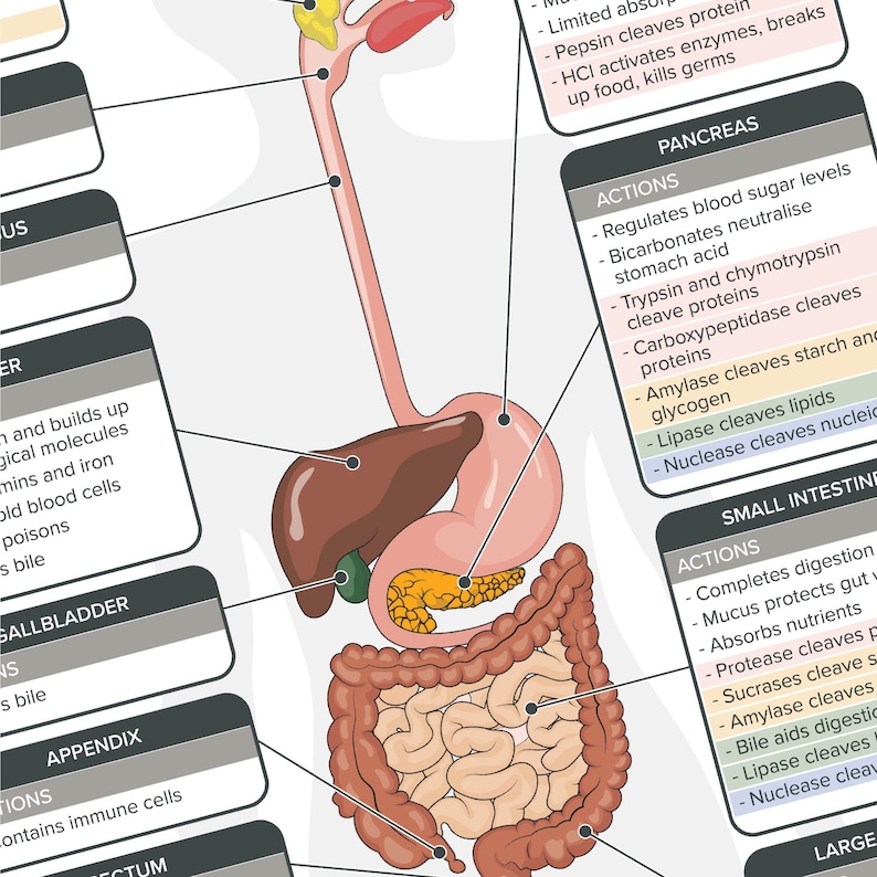 Digital Download - the Digestive System - Mechanical and Chemical ...