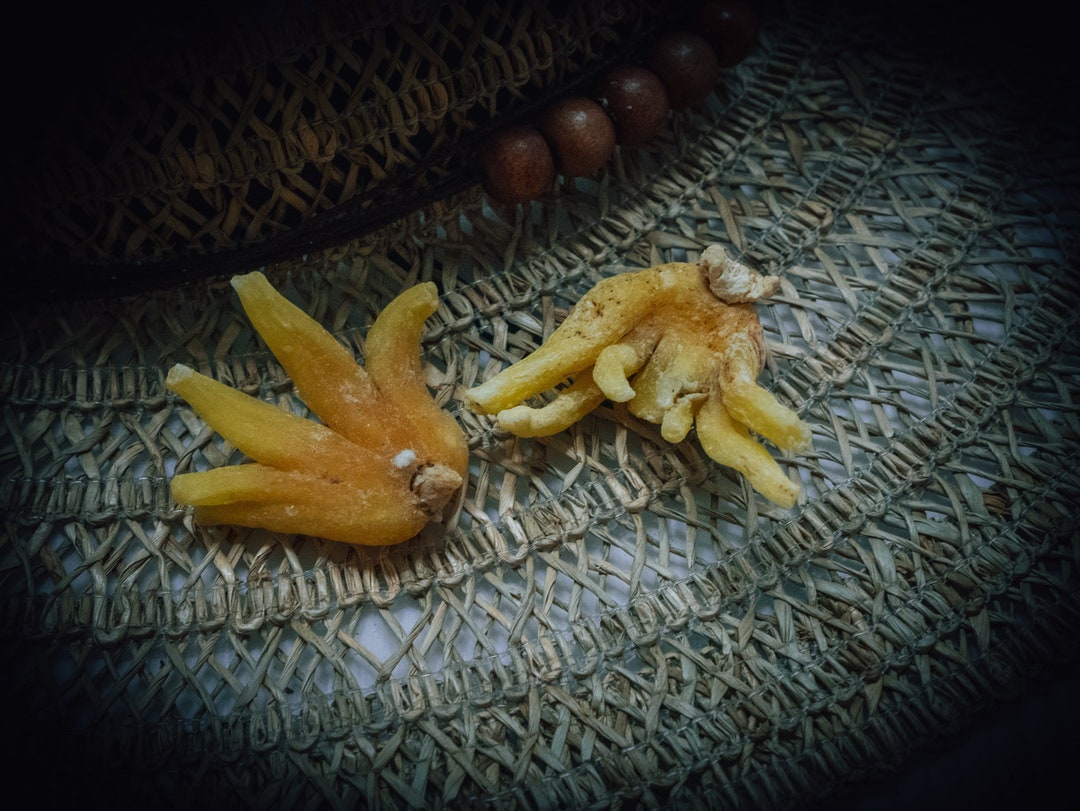 Whole Lucky Hand Root many Sizes Available - Etsy