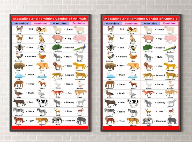 Masculine and Feminine Gender of Animals, Gender of Animals Chart ...