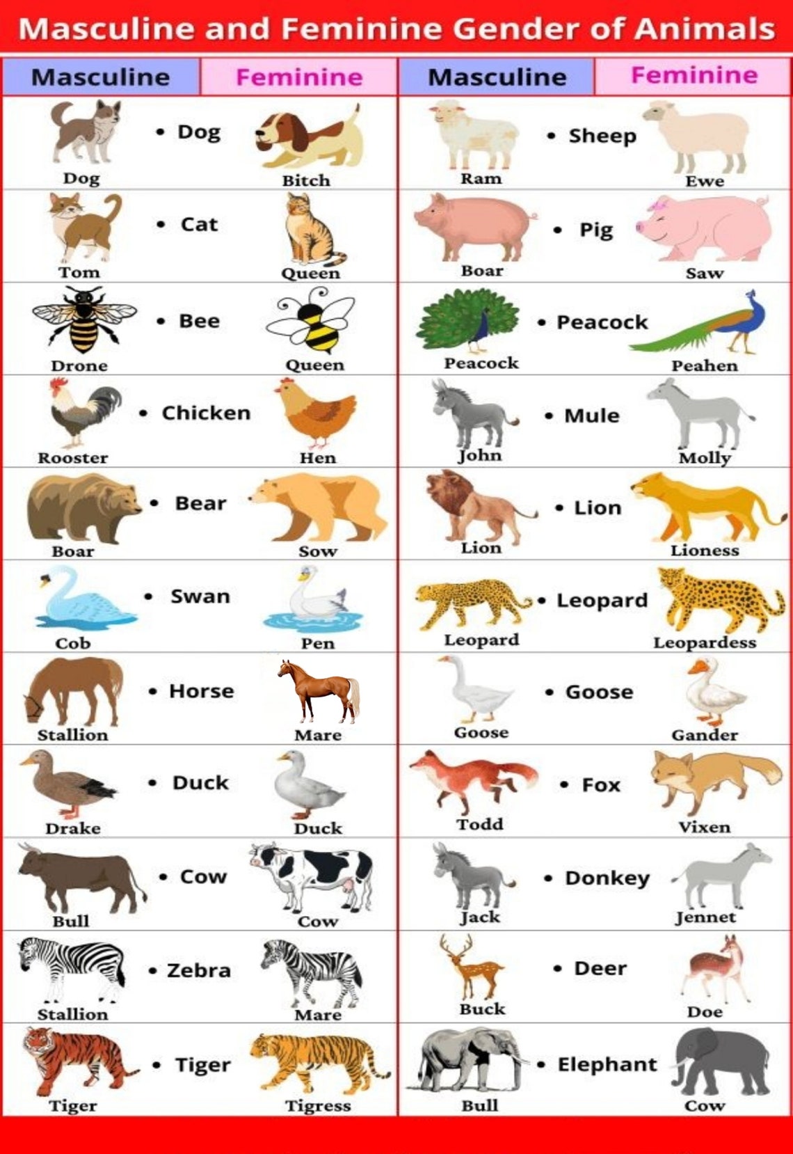 Masculine and Feminine Gender of Animals, Gender of Animals Chart ...