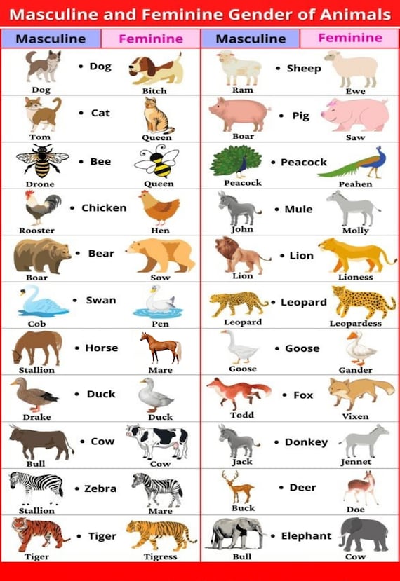 Gender Animals