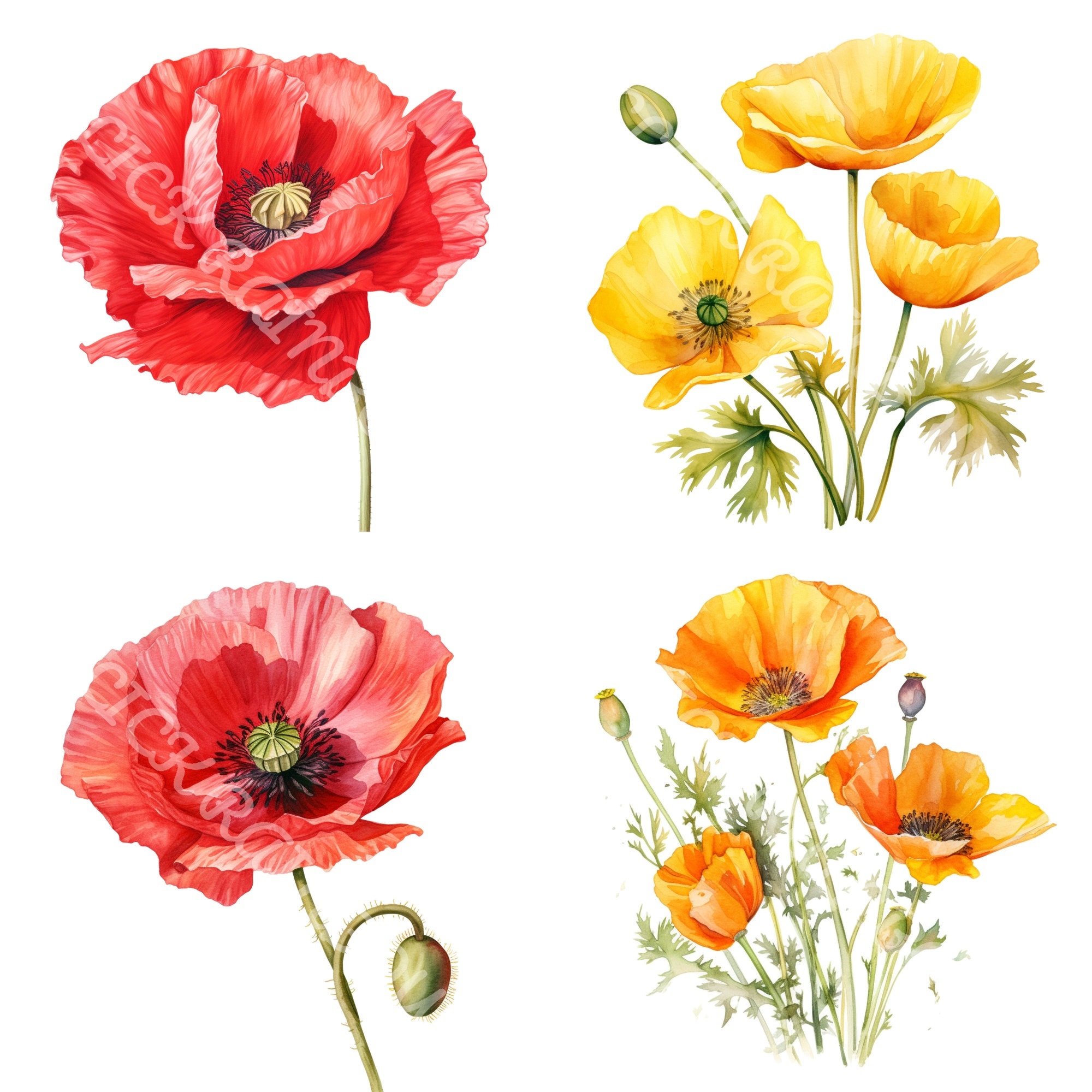 Poppy Clipart, 12 Poppy PNG, Poppy Illustration, Poppy Painting, Poppy ...