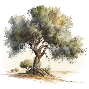 Olive Tree Clipart, 12 Olive Tree PNG, Olive Tree Illustration, Olive ...
