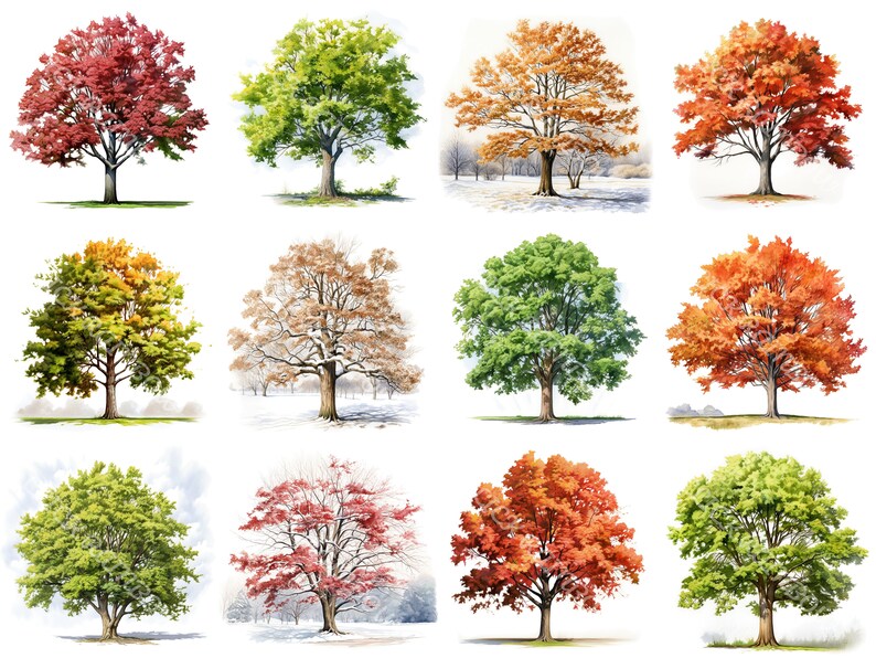Maple Tree Clipart, 12 Maple Tree PNG, Maple Tree Illustration, Maple ...