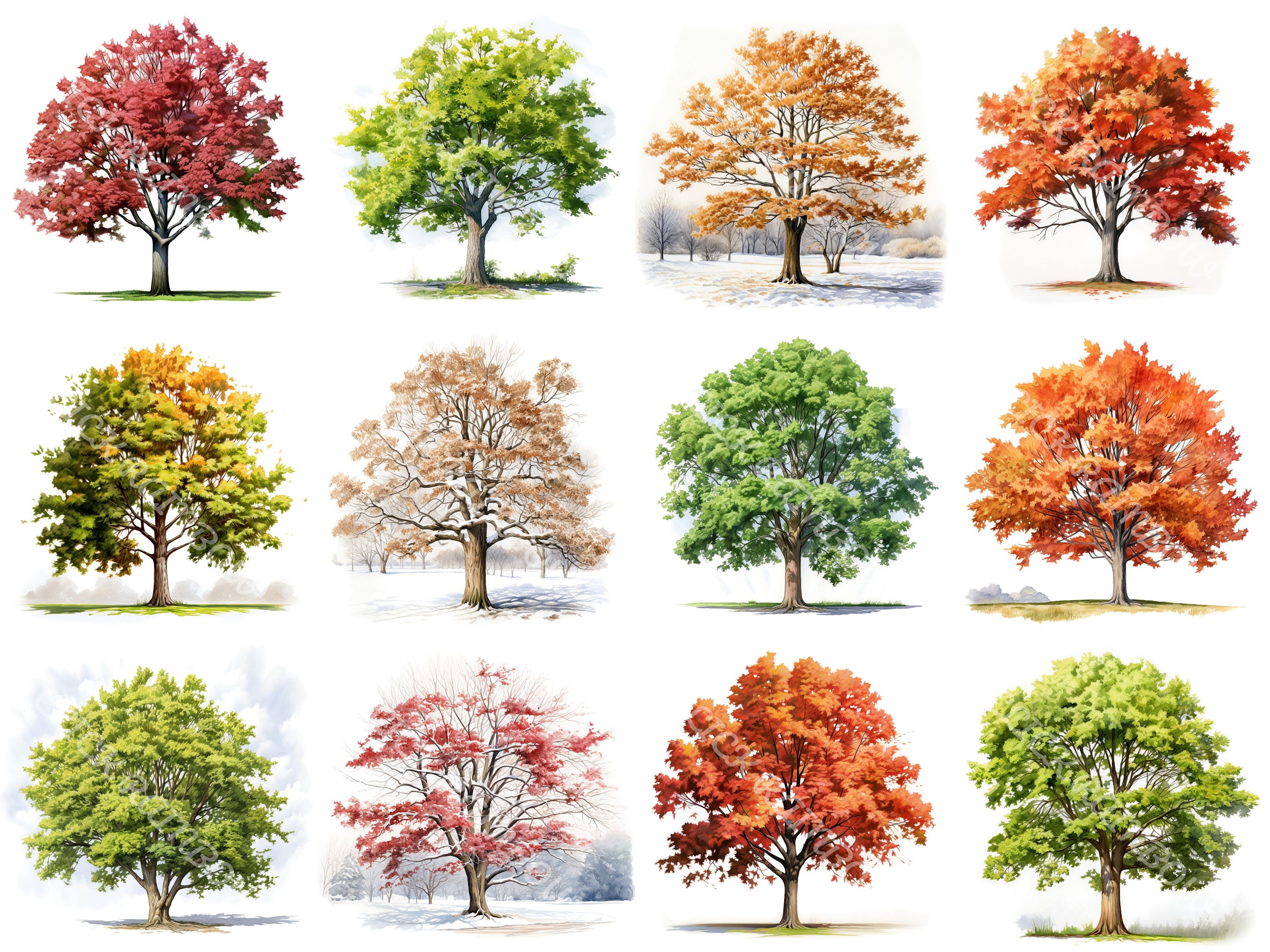 Maple Tree Clipart, 12 Maple Tree PNG, Maple Tree Illustration, Maple ...