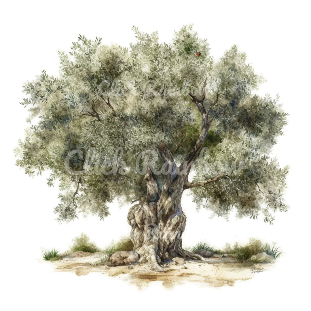 Olive Tree Clipart, 12 Olive Tree PNG, Olive Tree Illustration, Olive ...