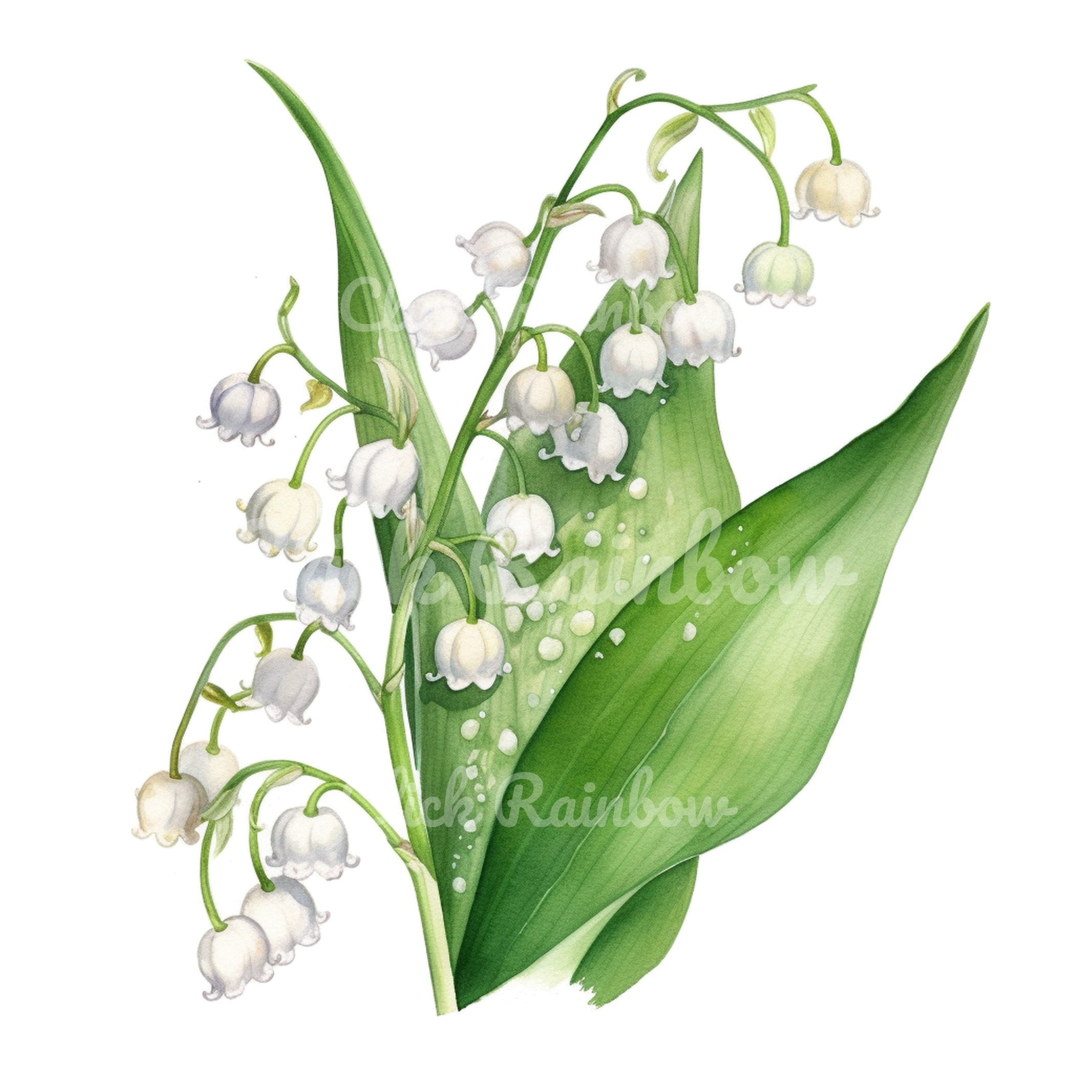 Lily of the Valley Clipart, 12 High-quality PNG, Lily Illustration ...
