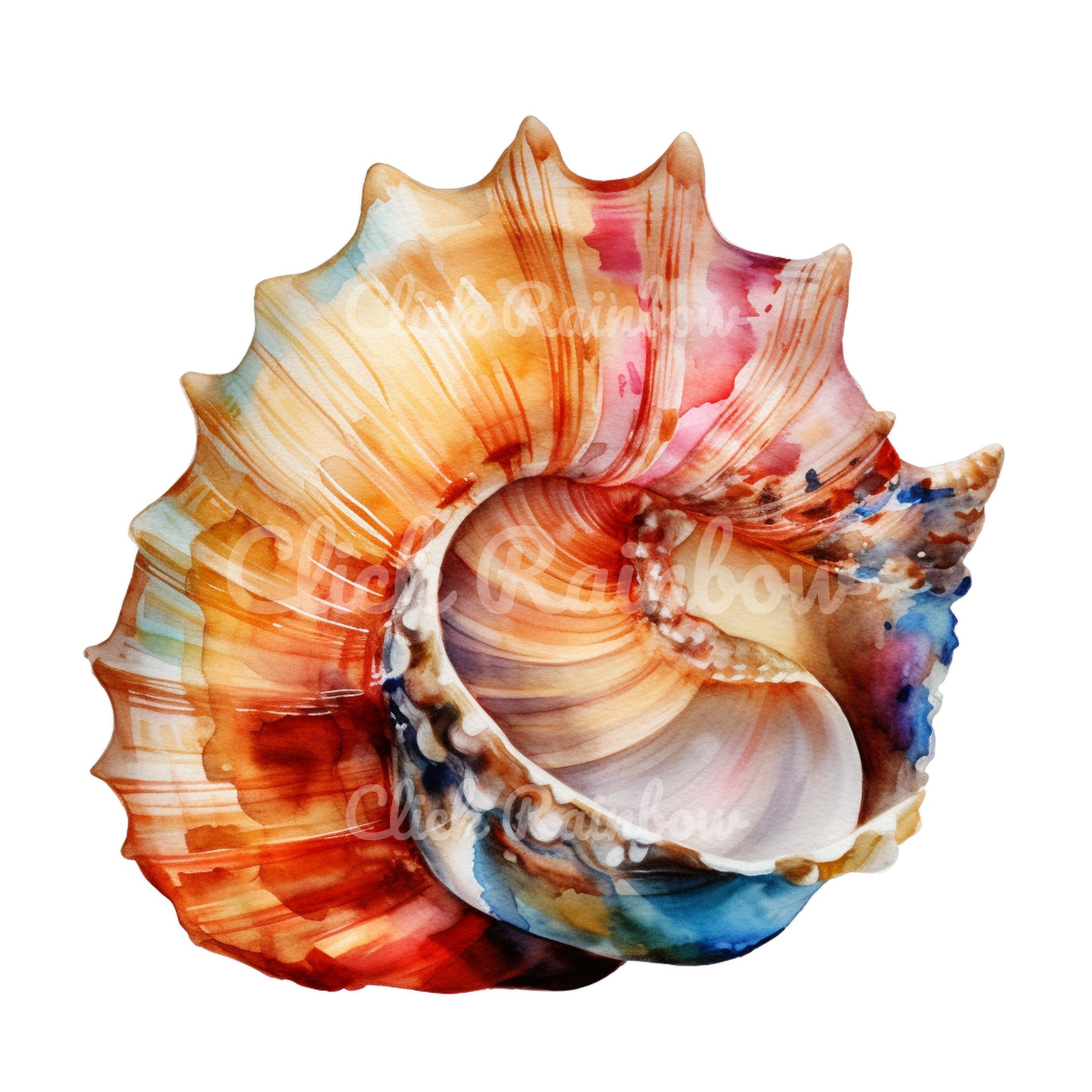 Shell Clipart, 12 Shell PNG, Digital Shell, Shell Watercolor, Shell ...