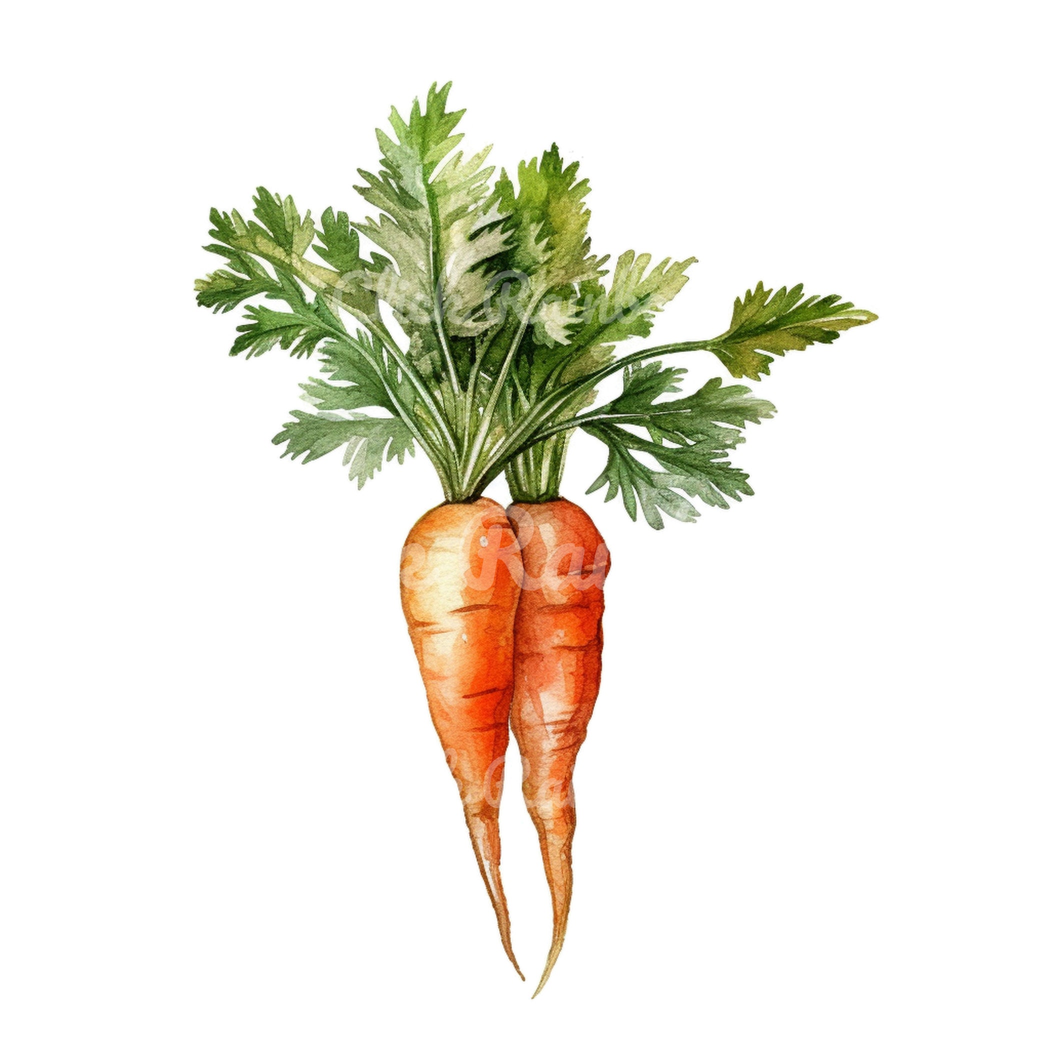 Carrots Clipart