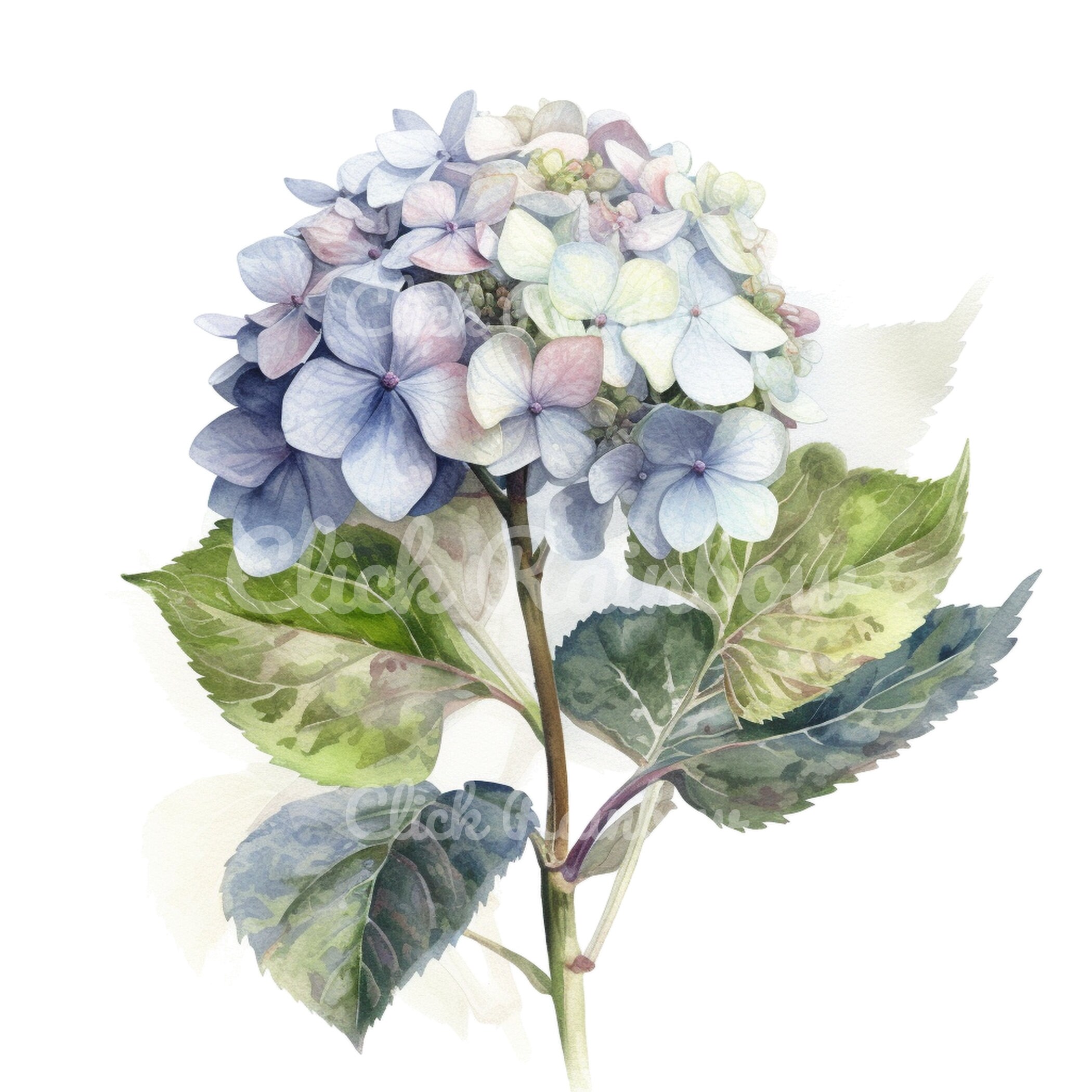 Hydrangea Clipart, 12 High-quality PNG, Hydrangea Canvas, Hydrangea ...