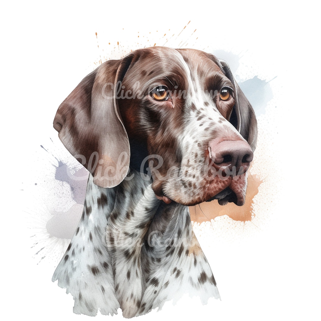 German Shorthaired Pointer Clipart, 12 German Shorthaired Pointer PNG ...