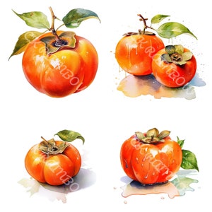 Persimmon Clipart, 12 Persimmon PNG, Persimmon Illustration, Persimmon ...