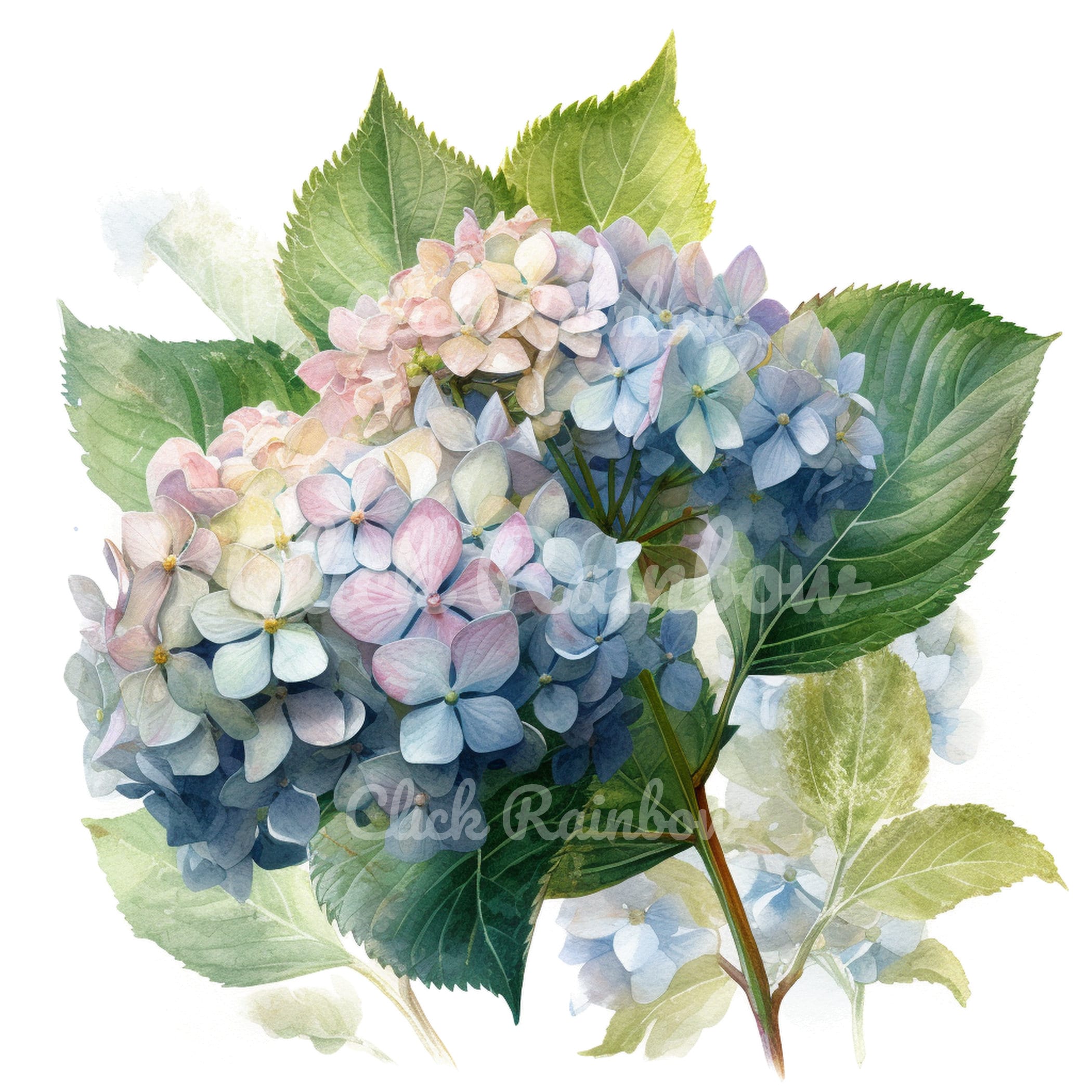 Hydrangea Clipart, 12 High-quality PNG, Hydrangea Canvas, Hydrangea ...