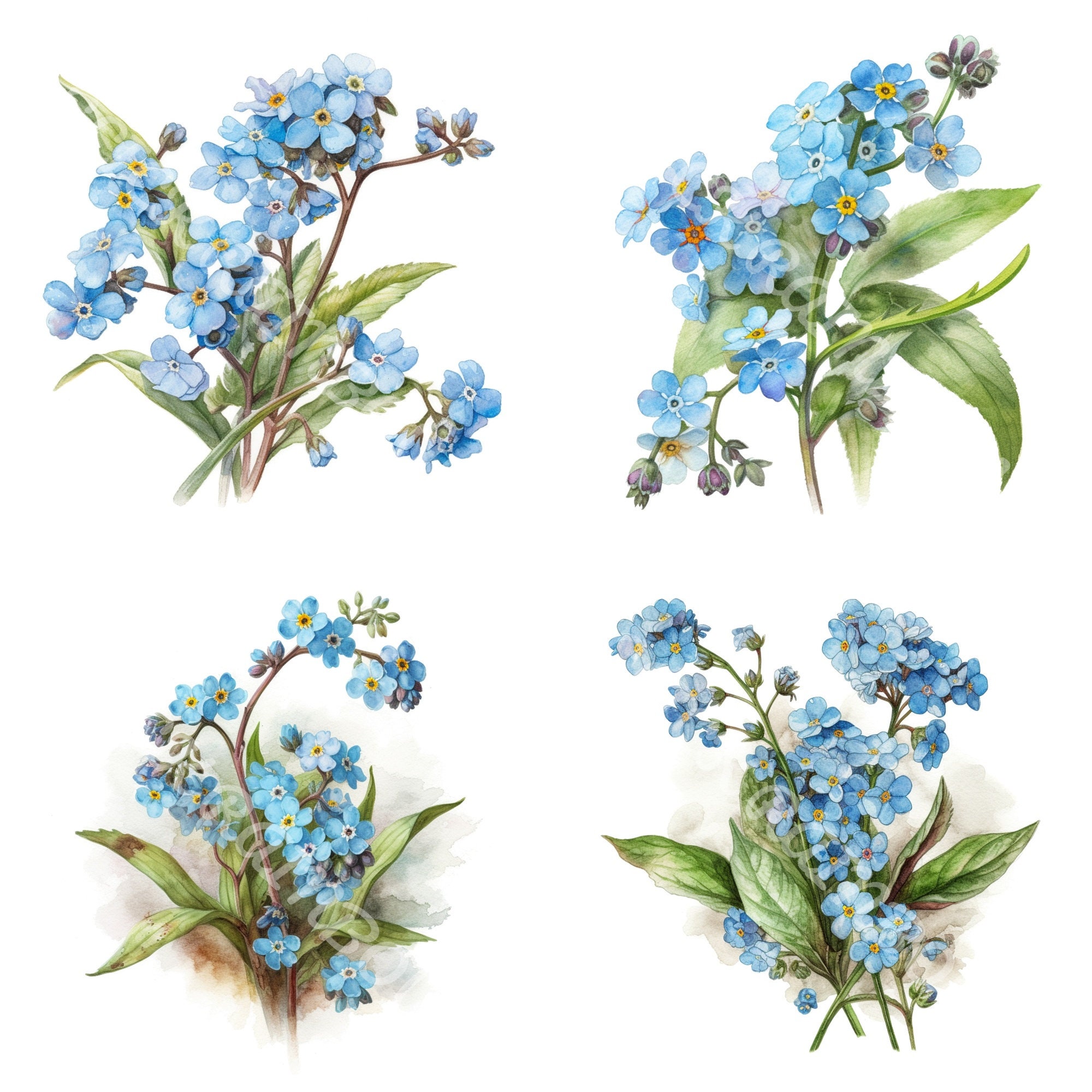 Forget Me Nots Clipart, 12 Forget Me Nots PNG, Forget Me Nots Printable ...