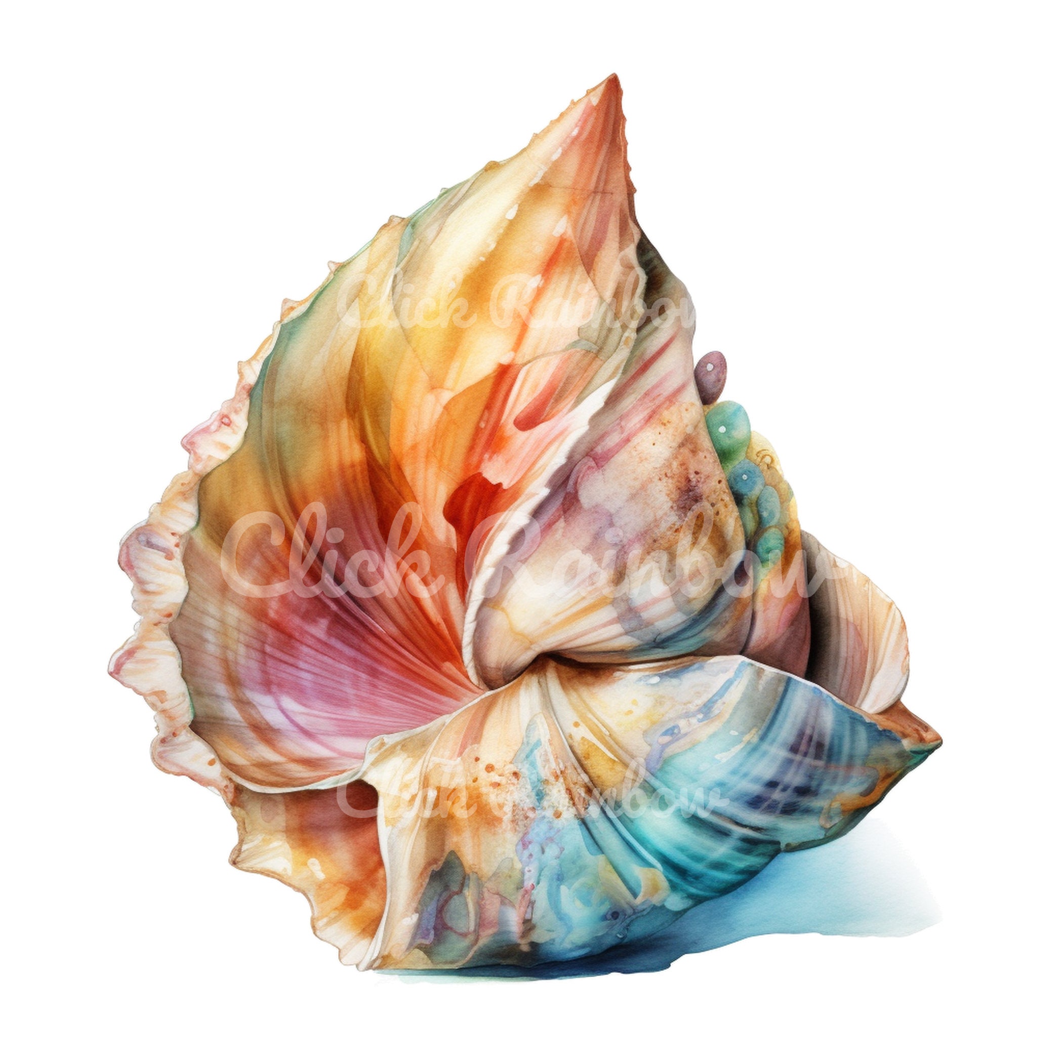 Shell Clipart, 12 Shell PNG, Digital Shell, Shell Watercolor, Shell ...