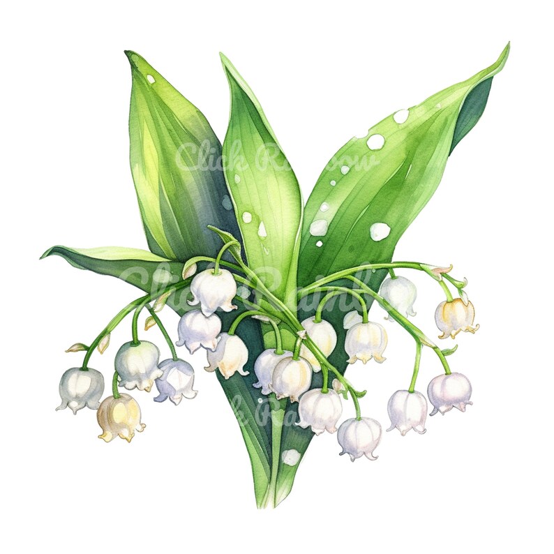 Lily of the Valley Clipart, 12 High-quality PNG, Lily Illustration ...