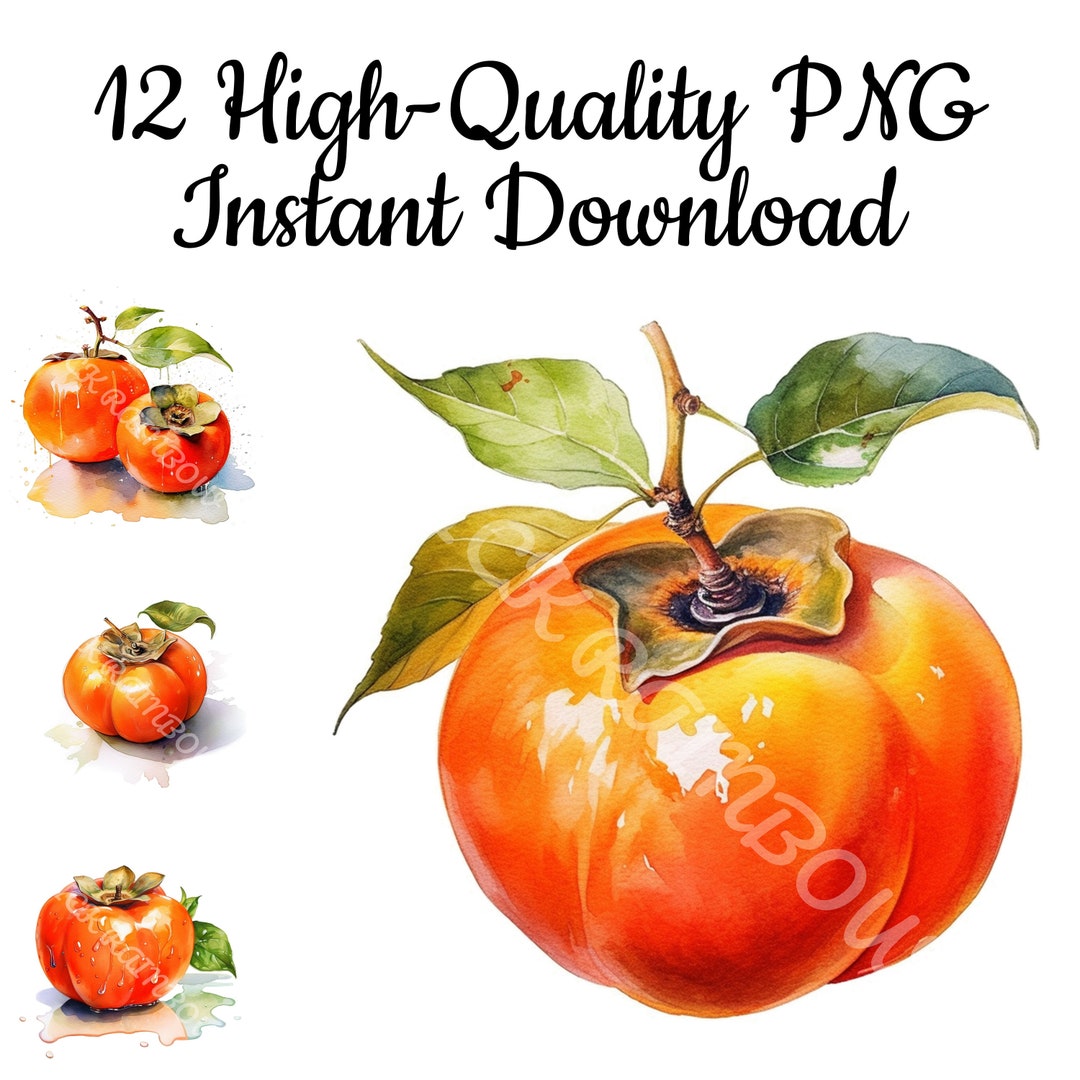Persimmon Clipart, 12 Persimmon PNG, Persimmon Illustration, Persimmon ...
