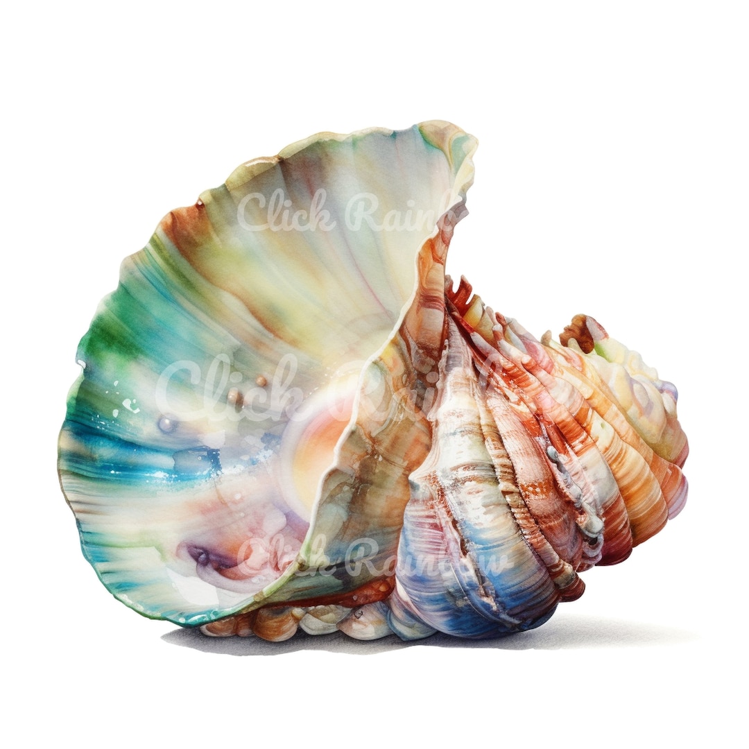 Muschel Clipart, 12 Muschel PNG, digitale Muschel, Muschel Aquarell ...