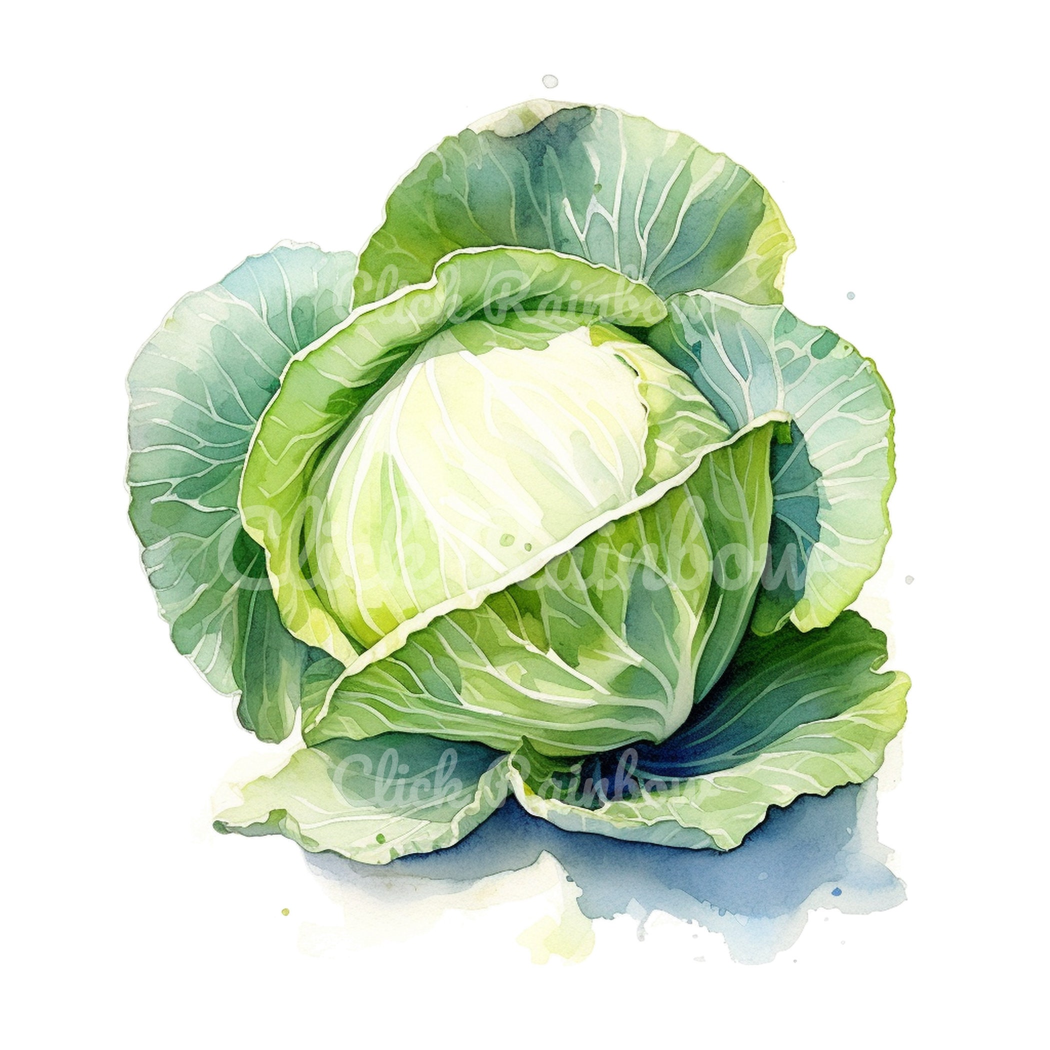 Cabbage Clipart, 12 Cabbage PNG, Cabbage Illustration, Cabbage Watercolor, Cabbage Digital Art ...