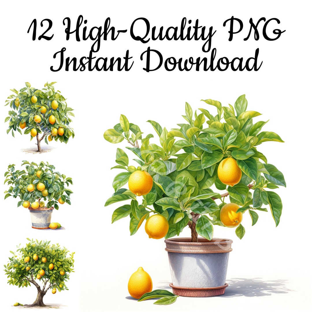 Lemon Tree Clipart, 12 Lemon Tree PNG, Lemon Tree Illustration, Lemon ...