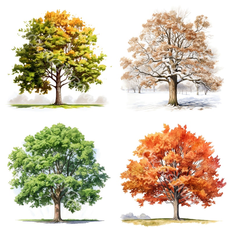 Maple Tree Clipart, 12 Maple Tree PNG, Maple Tree Illustration, Maple ...