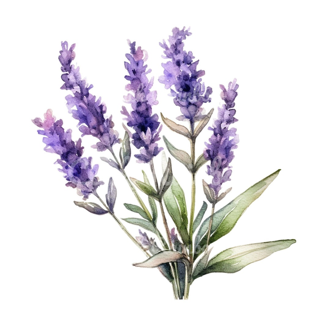 Lavendel Clipart, 12 Lavendel PNG, Lavendel Aquarell, Lavendel ...