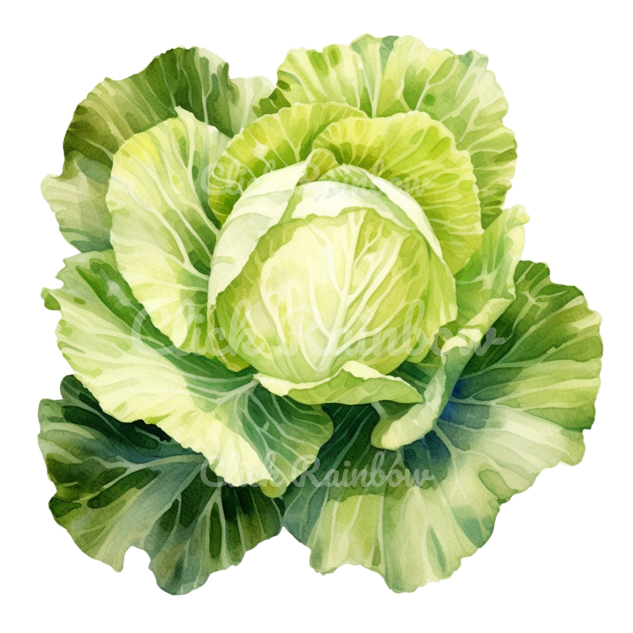 Cabbage Clipart, 12 Cabbage PNG, Cabbage Illustration, Cabbage Watercolor, Cabbage Digital Art ...