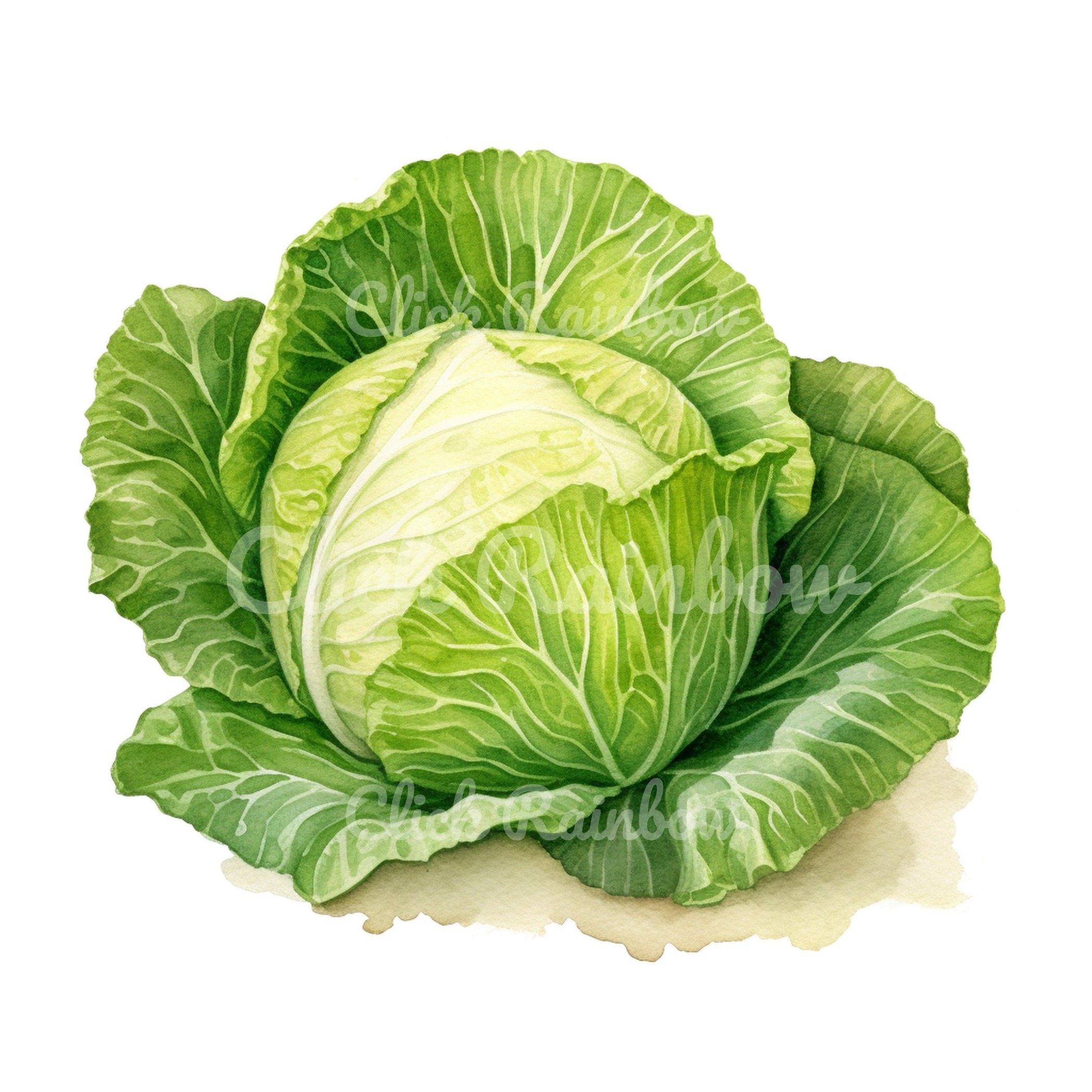 Cabbage Clipart, 12 Cabbage PNG, Cabbage Illustration, Cabbage ...