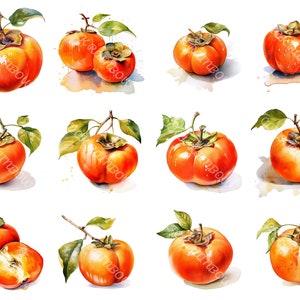 Persimmon Clipart, 12 Persimmon PNG, Persimmon Illustration, Persimmon ...