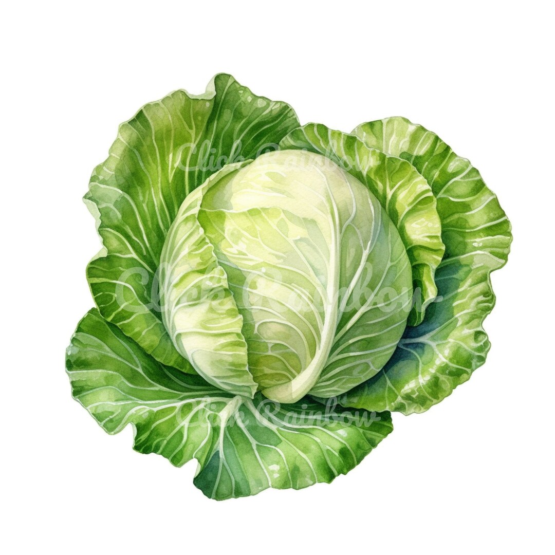 Cabbage Clipart, 12 Cabbage PNG, Cabbage Illustration, Cabbage Art ...