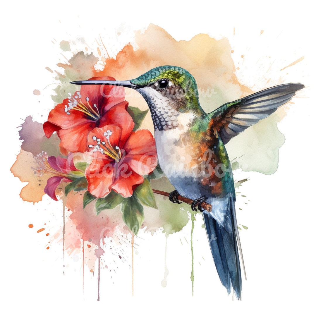 Hummingbird Watercolor Clipart: 12 PNG Illustrations (digital Download ...