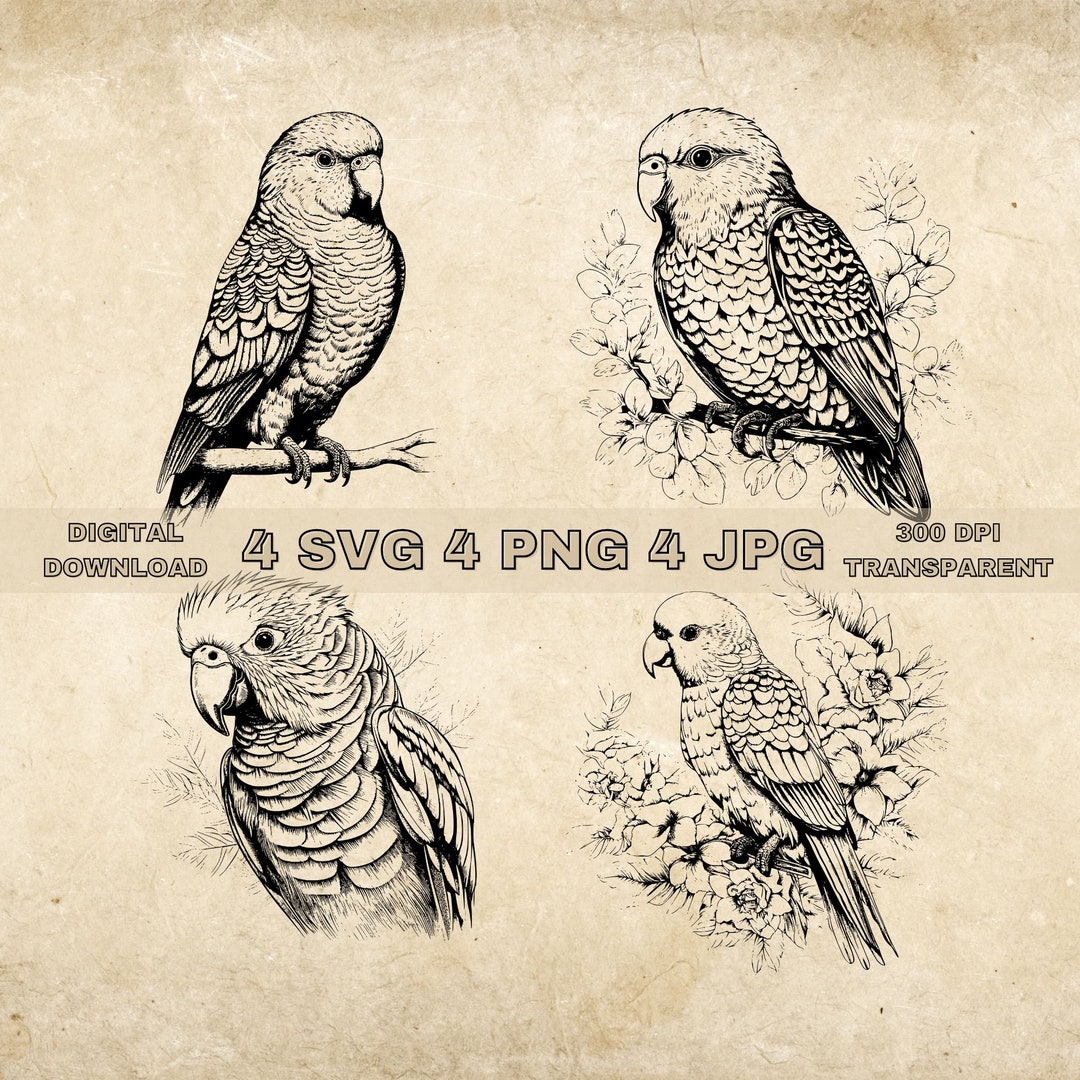 Parakeet SVG Bundle, PNG, Parrot Clipart, Hand Drawn Birds Vector ...
