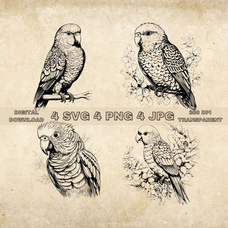 Parakeet SVG Bundle PNG Parrot Clipart Hand Drawn Birds - Etsy