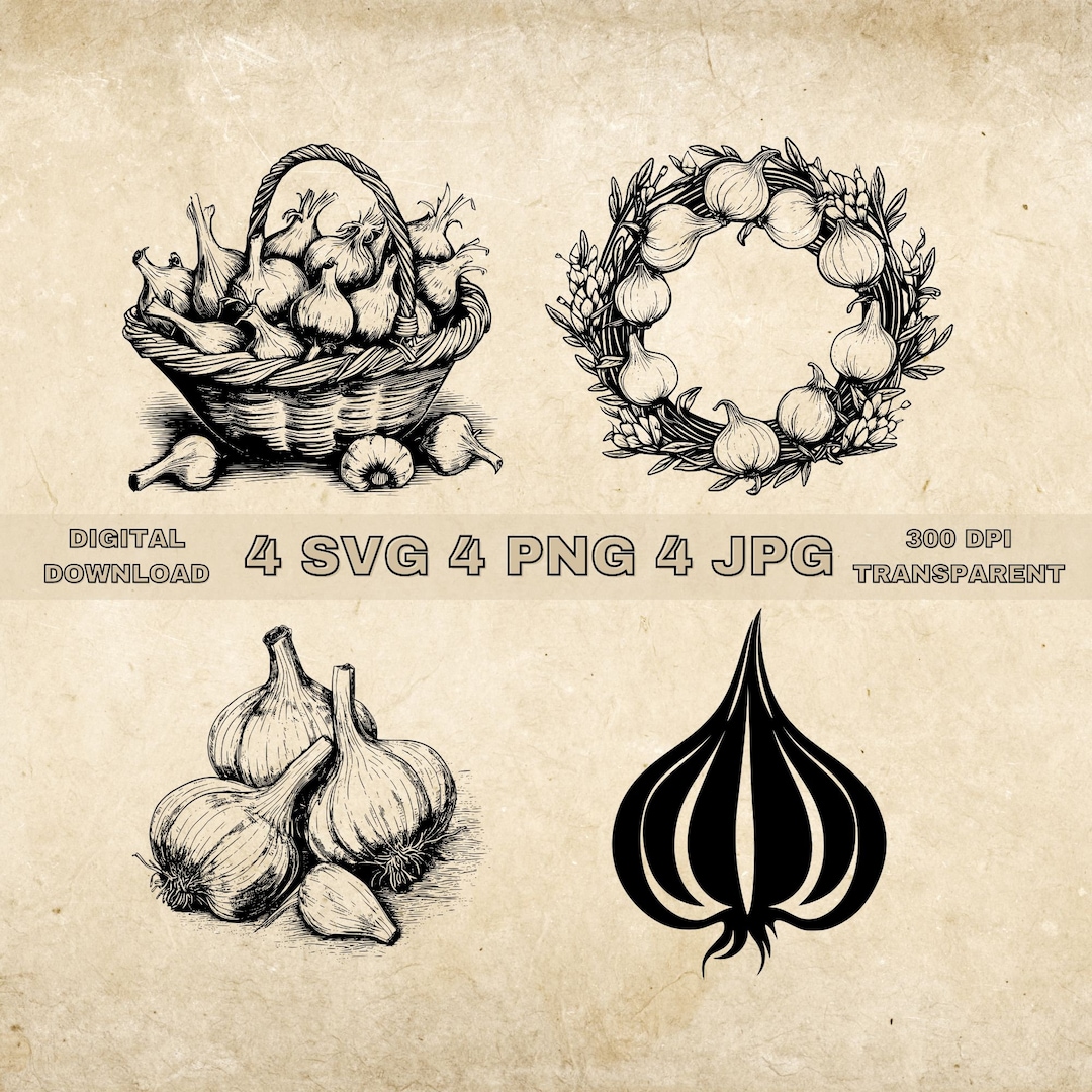 Garlic SVG Bundle, PNG, Garlic Clipart, Hand Drawn Garlic Vector ...
