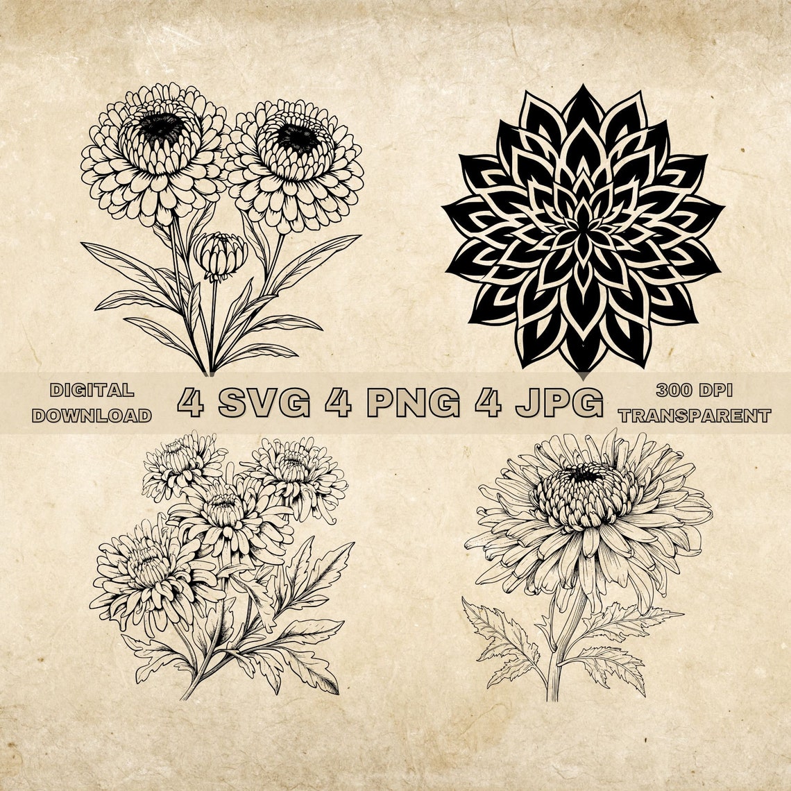 Aster Flower Svg PNG Floral Clip Art September Birth Month - Etsy