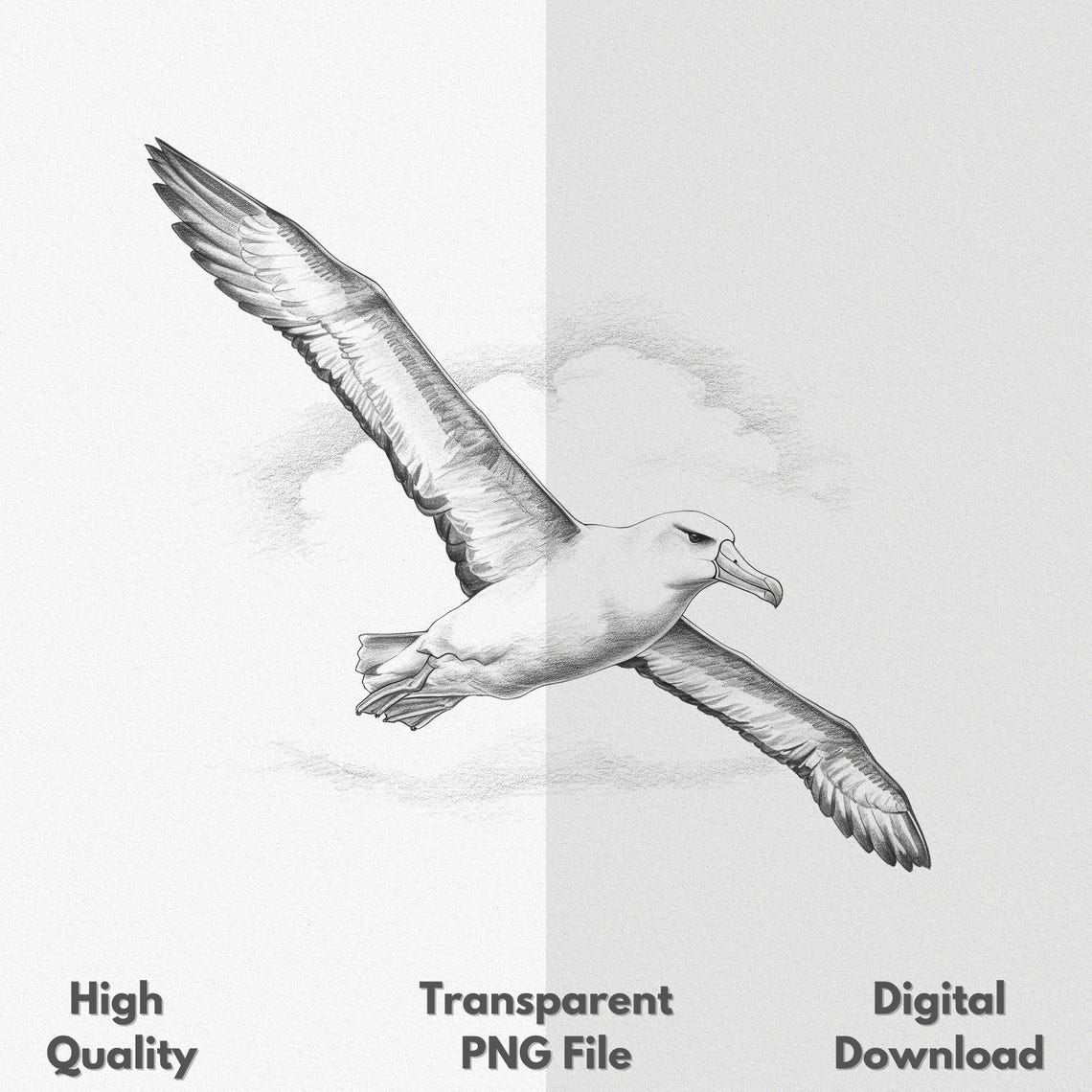 Albatross in Flight Pencil Sketch PNG for Sublimation, Intricate ...
