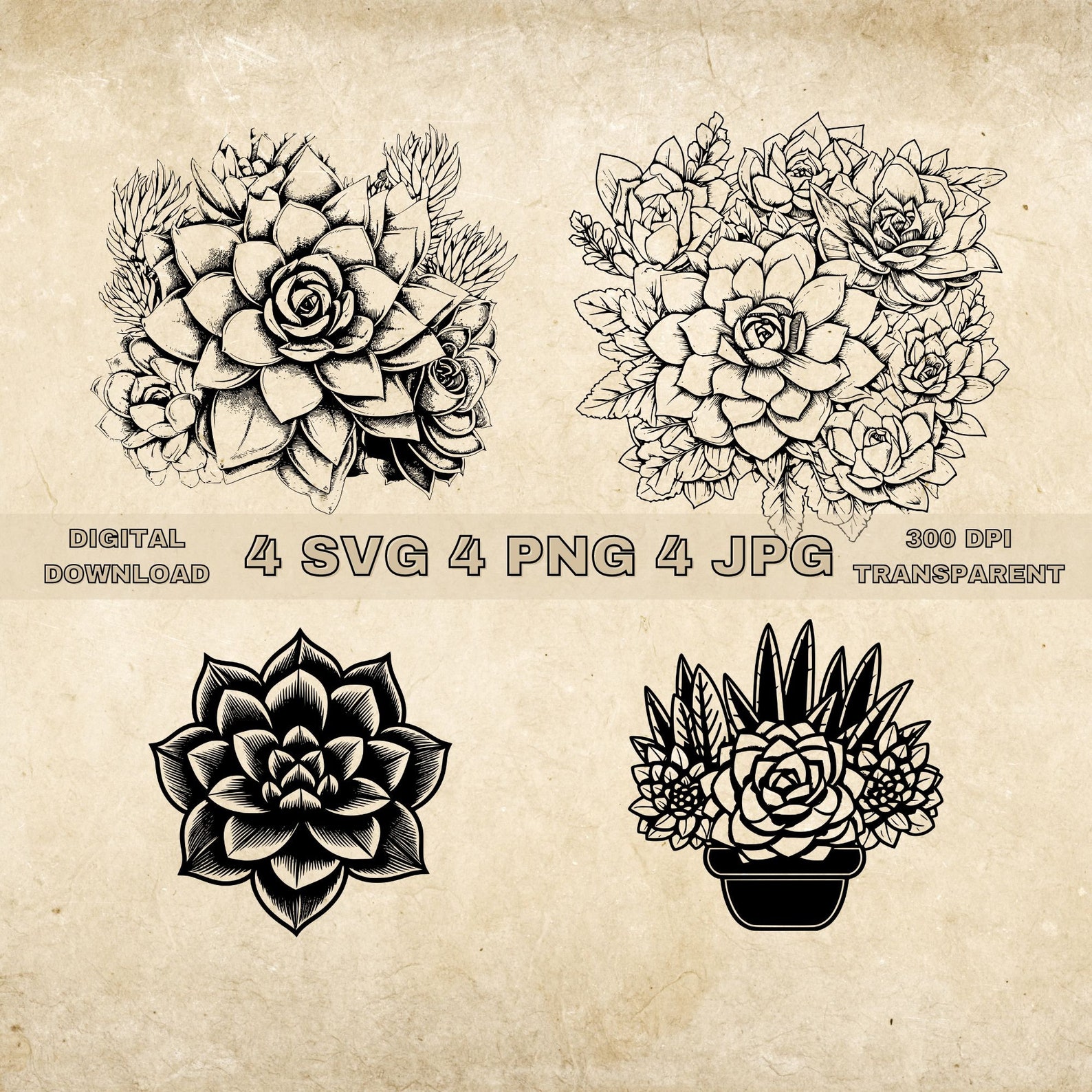 Succulent SVG Bundle, PNG, Succulent Clipart, Hand Drawn Succulents ...