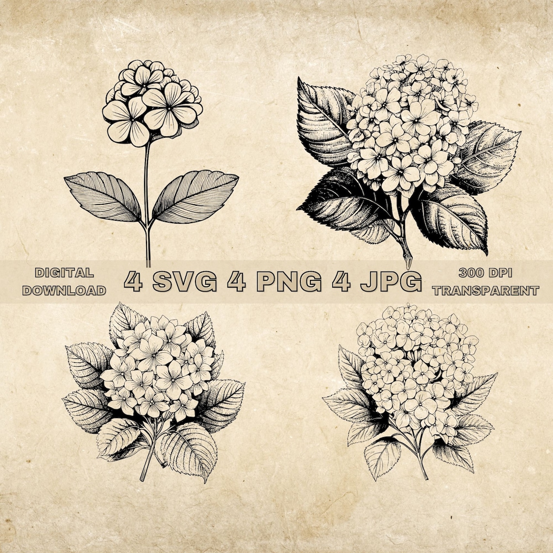 Hydrangea SVG Bundle PNG Flowers Clipart Hand Drawn - Etsy