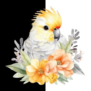 Watercolor Cockatiel Clipart, Cockatiel PNG, Cute Birds Clip Art for ...