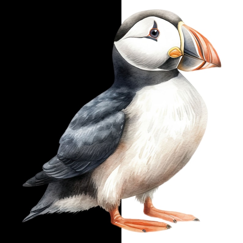 Cute Puffin Clipart Puffin PNG Files for Sublimation - Etsy