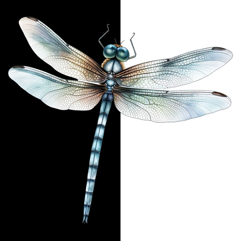 Dragonfly Clipart Dragonflies PNG Files for Sublimation - Etsy