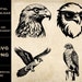 Falcon SVG Bundle, PNG, Falcon Clipart, Hand Drawn Falcons Vector ...