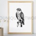Falcon SVG Bundle, PNG, Falcon Clipart, Hand Drawn Falcons Vector ...