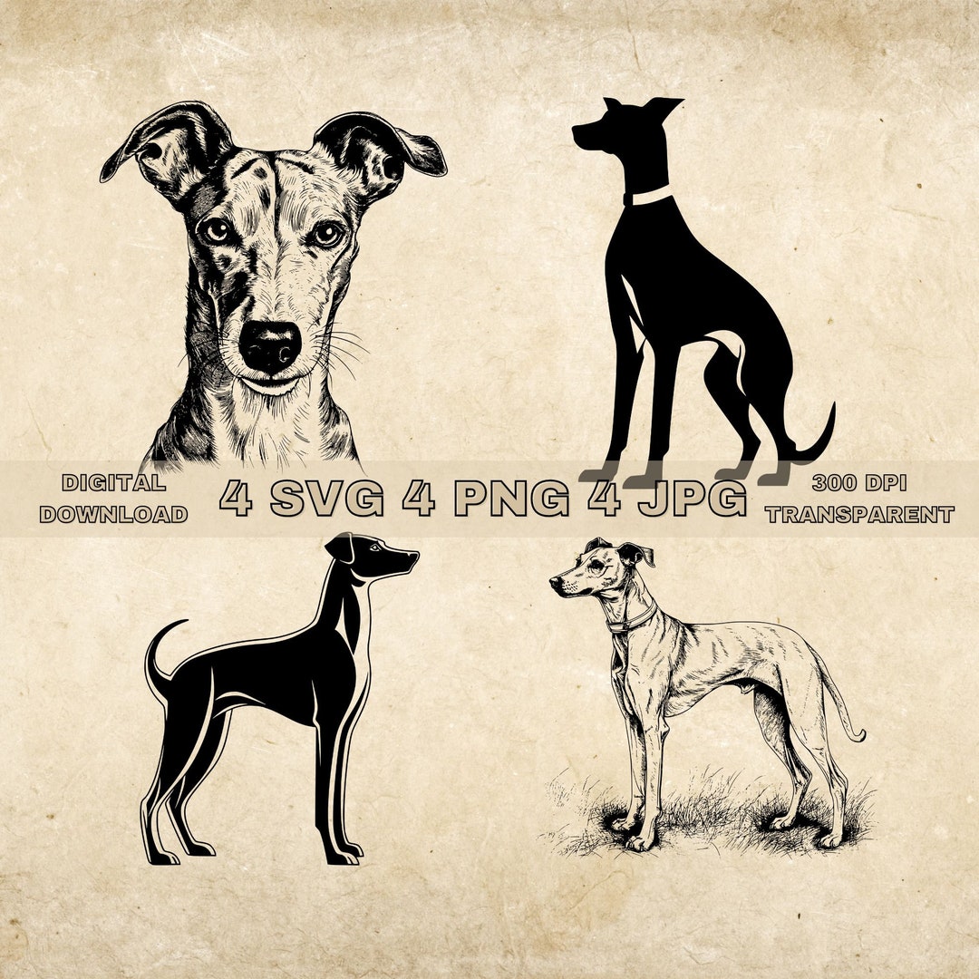 Whippet SVG Bundle, PNG, Dogs Clipart, Hand Drawn Dog Vector ...