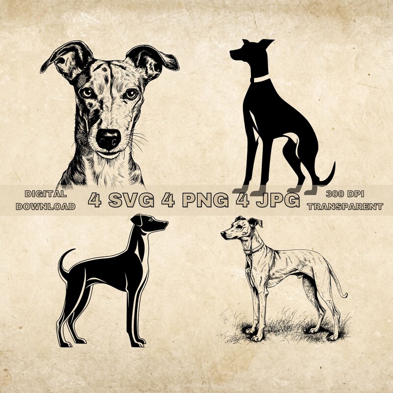 Whippet Svg - Etsy