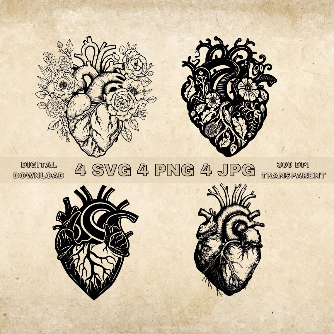 Anatomical Heart SVG Bundle, PNG, Anatomical Heart Clipart, Hand Drawn ...
