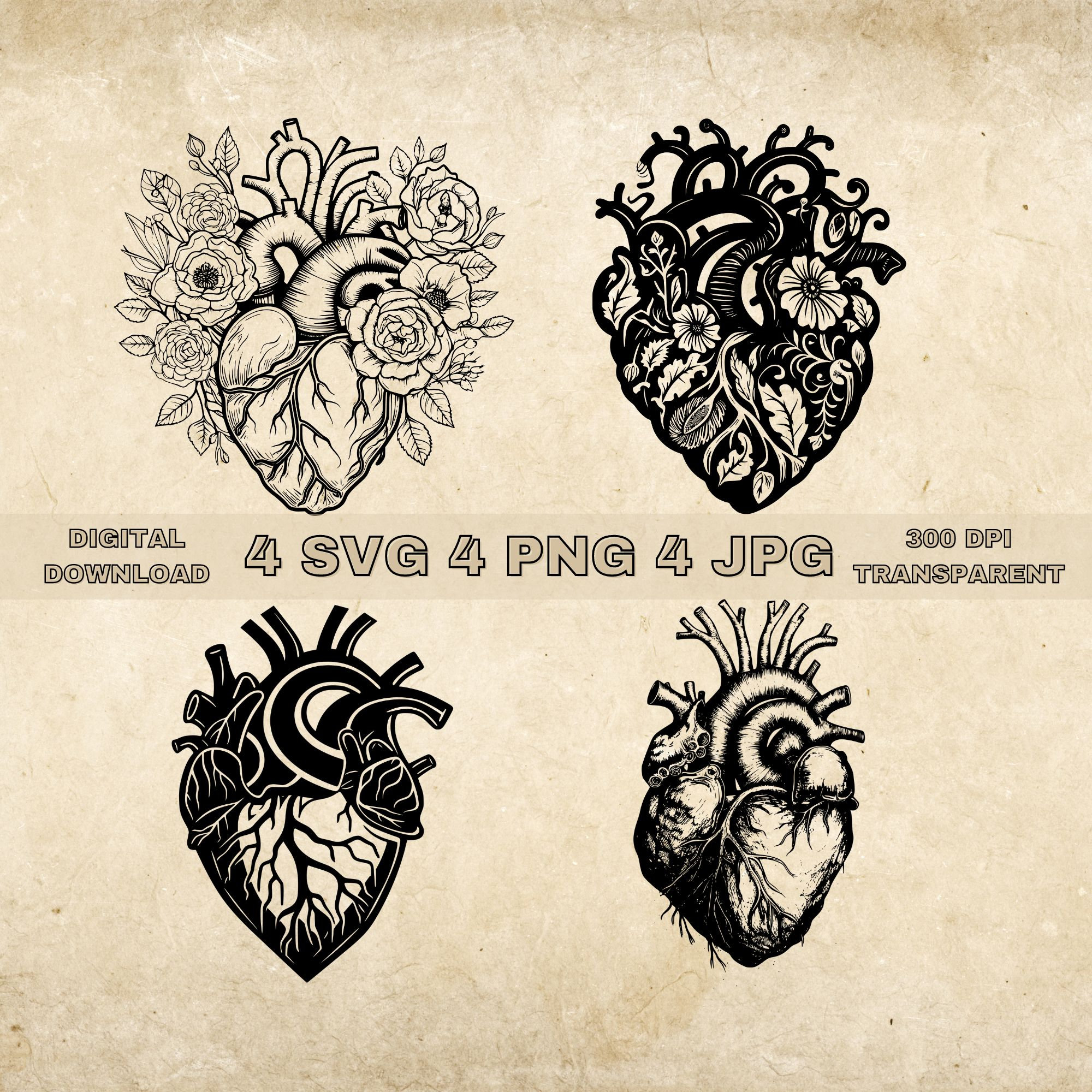 Anatomical Heart SVG Bundle, PNG, Anatomical Heart Clipart, Hand Drawn ...